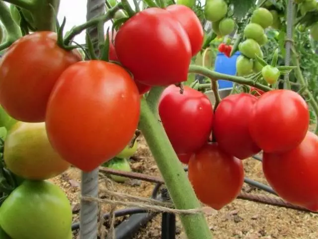 Tomato Budenovka: lainlaing paghulagway, litrato, pagsusi 6134_1