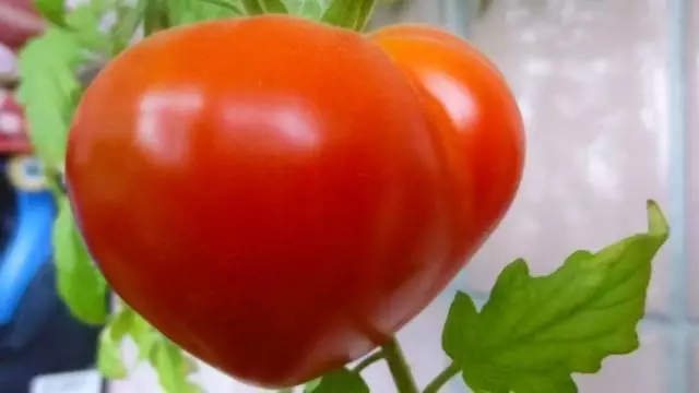 Tomato Budenovka: disgrifiad amrywiaeth, lluniau, adolygiadau 6134_10