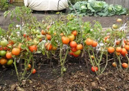 Tomato Budenovka: litlhaloso tse fapaneng, linepe, litlhahlobo 6134_7