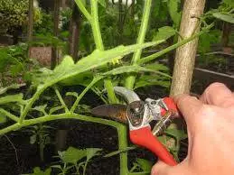 Tomato Budenovka: litlhaloso tse fapaneng, linepe, litlhahlobo 6134_8