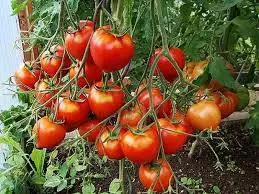 Tomato Budenovka: lainlaing paghulagway, litrato, pagsusi 6134_9