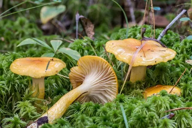 カラマツgigrofor：それがどのように見えるか、どこで成長するか、食用、収集規則、写真 6142_3