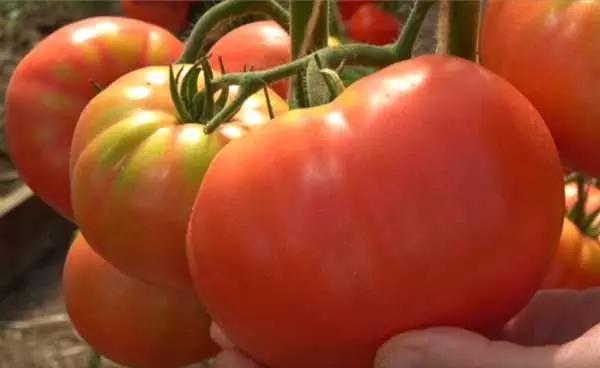 Tomato Igberaga ti ajọ: awọn atunwo, awọn fọto, ikore 6153_1