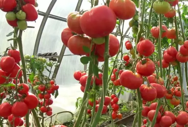 Tomato Igberaga ti ajọ: awọn atunwo, awọn fọto, ikore 6153_2