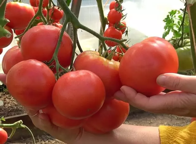 Tomato Igberaga ti ajọ: awọn atunwo, awọn fọto, ikore 6153_4