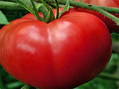 Tomato Igberaga ti ajọ: awọn atunwo, awọn fọto, ikore 6153_5