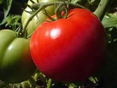 Tomato Igberaga ti ajọ: awọn atunwo, awọn fọto, ikore 6153_6