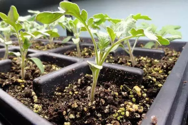 Tomato Black Bison: κριτικές, φωτογραφίες, χαρακτηριστικά, απόδοση 6154_3