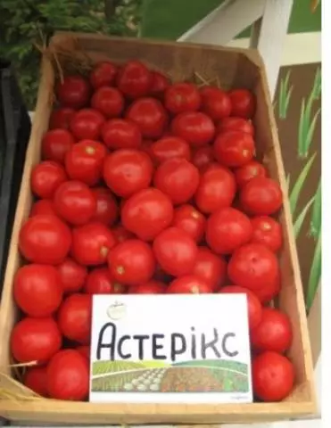 Tomato Asterix F1: variety description, photos, reviews 6158_2