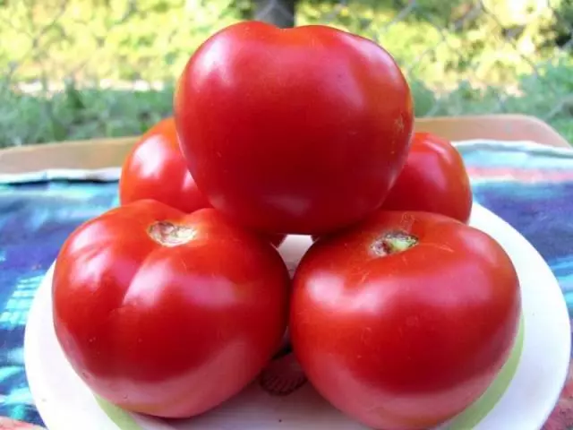 Tomate Red Guard: iritziak, argazkiak 6159_1