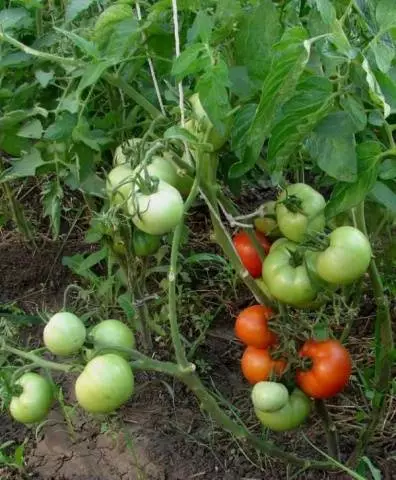 Tomate Red Guard: avis, photos 6159_16