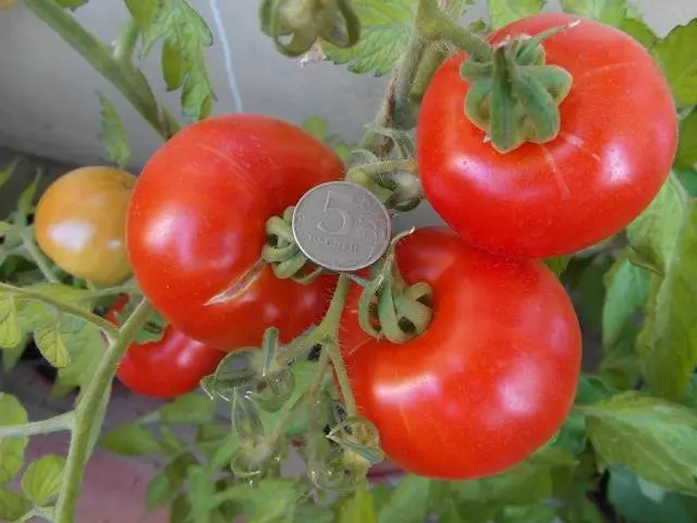 Tomate Red Guard: iritziak, argazkiak 6159_2