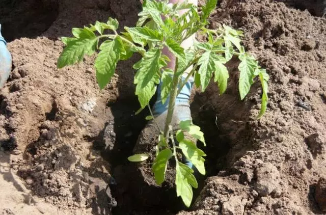 Tomate Red Guard: avis, photos 6159_5