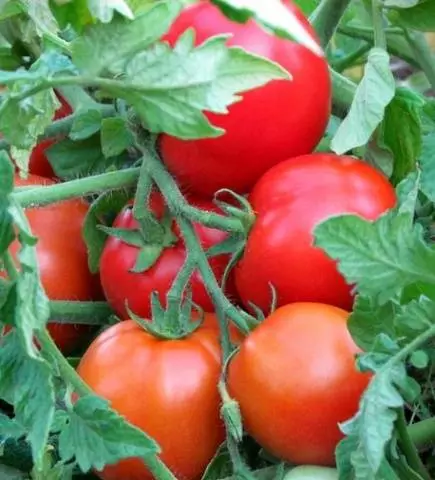 Tomate Red Guard: iritziak, argazkiak 6159_6