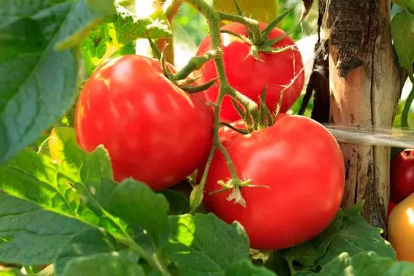 Tomate Red Guard: iritziak, argazkiak 6159_9