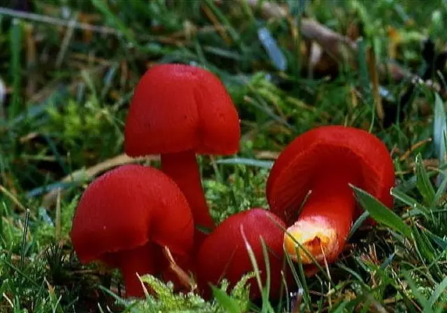 Hygrocybe scarlet: jak to vypadá, je možné jíst, kde roste, pravidla sběru, fotografie 6161_1