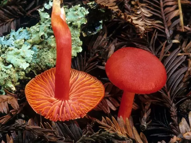 Hygrocybe scarlet: jak to vypadá, je možné jíst, kde roste, pravidla sběru, fotografie 6161_2