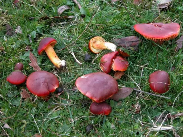 Hygrocybe scarlet: jak to vypadá, je možné jíst, kde roste, pravidla sběru, fotografie 6161_3