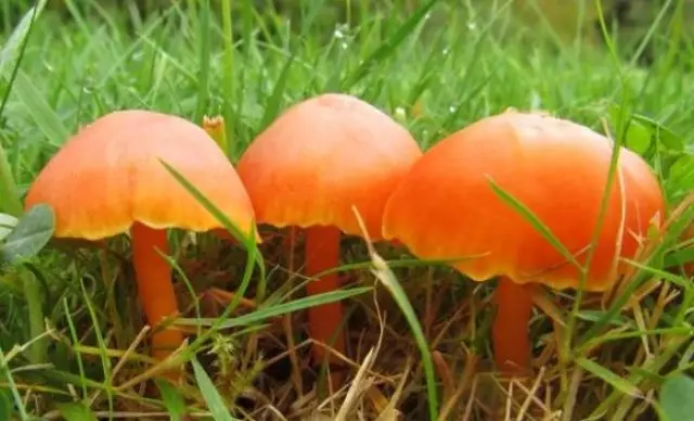 Hygrocybe scarlet: jak to vypadá, je možné jíst, kde roste, pravidla sběru, fotografie 6161_4