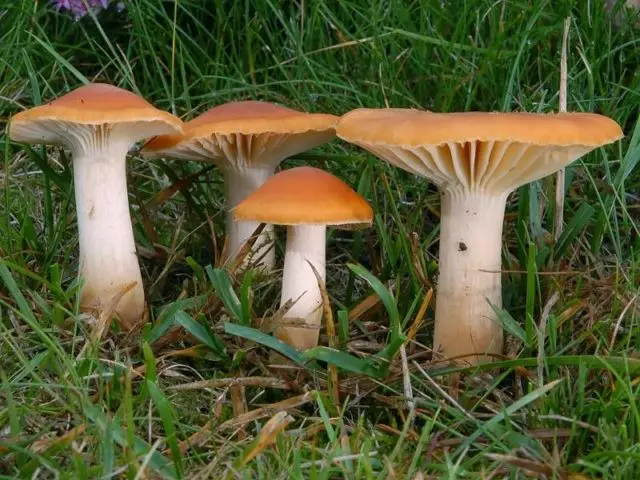 Hygrocybe scarlet: jak to vypadá, je možné jíst, kde roste, pravidla sběru, fotografie 6161_5