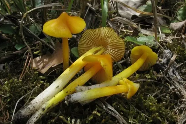 Hygrocybe စူးရှသော conical: ပုံသဏ္န်၊ အပင်ကြီးထွားသည်၊ အစာစားရန်ဖြစ်နိုင်ပုံ၊ ၎င်းကိုခွဲခြားပုံ၊ ဓာတ်ပုံ 6163_4