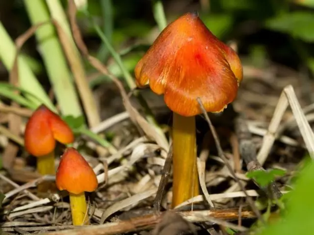 Hygrocybe စူးရှသော conical: ပုံသဏ္န်၊ အပင်ကြီးထွားသည်၊ အစာစားရန်ဖြစ်နိုင်ပုံ၊ ၎င်းကိုခွဲခြားပုံ၊ ဓာတ်ပုံ 6163_5