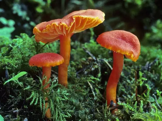 I-Hygrocybe cinnabar red: ukuthi ibukeka kanjani, lapho ikhula khona, kungenzeka yini ukuthi kudliwe, izindlela zokuhlukanisa 6164_1