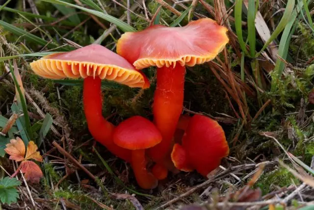 Ранги сурхи Hygrocybe: он чӣ ба назар мерасад, дар куҷо мерӯяд, оё хӯрдан мумкин аст, роҳҳои фарқ кардан 6164_2