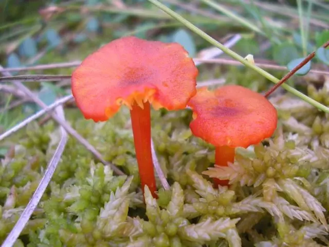 Hygrocybe cinnaber rood: hoe het eruit ziet, waar het groeit, is het mogelijk om te eten, manieren om te onderscheiden 6164_3