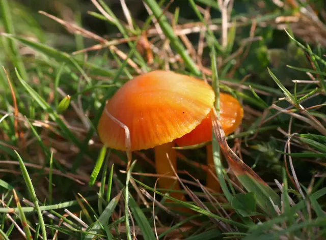 I-Hygrocybe cinnabar red: ukuthi ibukeka kanjani, lapho ikhula khona, kungenzeka yini ukuthi kudliwe, izindlela zokuhlukanisa 6164_5