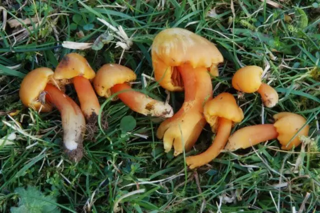 Hygrocybe cinnabar pula: ano ang hitsura nito, kung saan ito lumalaki, posible bang kumain, mga paraan upang makilala 6164_9