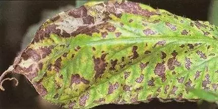 Alternaria