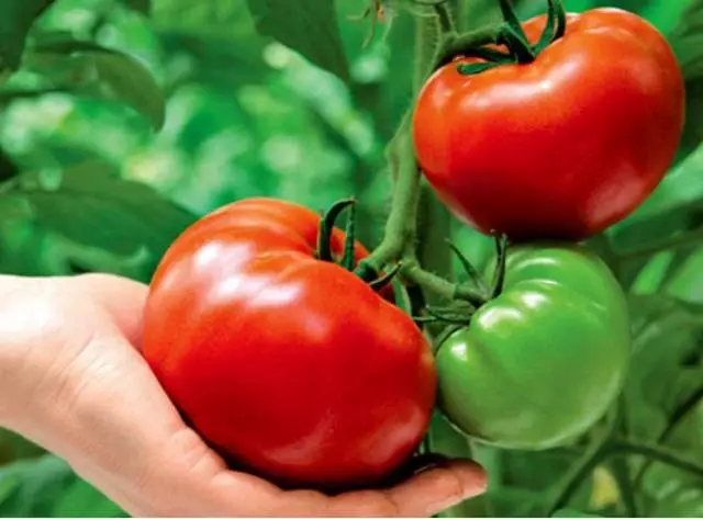 Wanneer tomaten planten in een kas in de Oeral 6171_1