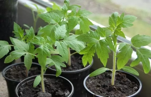 Wanneer tomaten planten in een kas in de Oeral 6171_10