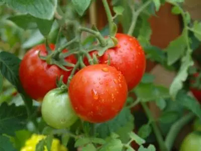 Wanneer tomaten planten in een kas in de Oeral 6171_18