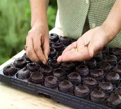 Wanneer tomaten planten in een kas in de Oeral 6171_4