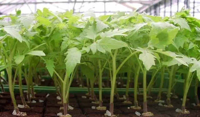 Wanneer tomaten planten in een kas in de Oeral 6171_6