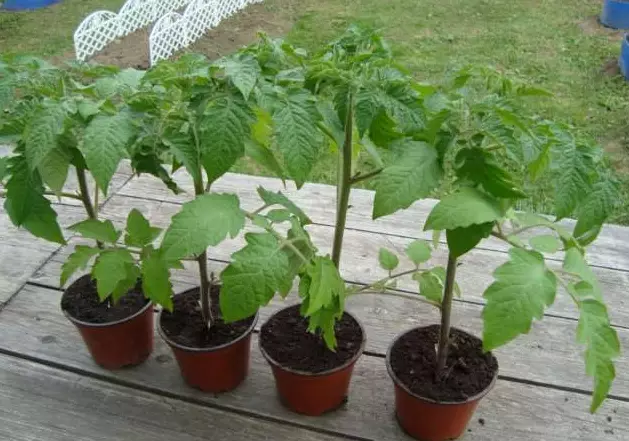 Wanneer tomaten planten in een kas in de Oeral 6171_7