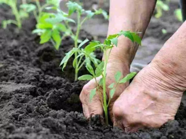 Wanneer tomaten planten in een kas in de Oeral 6171_8