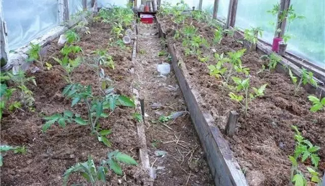 Wanneer tomaten planten in een kas in de Oeral 6171_9