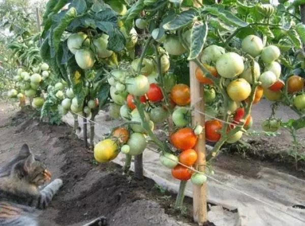 Tomate Bobkat: barietatearen ezaugarriak eta deskribapena 6172_1