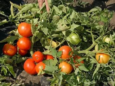 Tomate Bobkat: barietatearen ezaugarriak eta deskribapena 6172_10