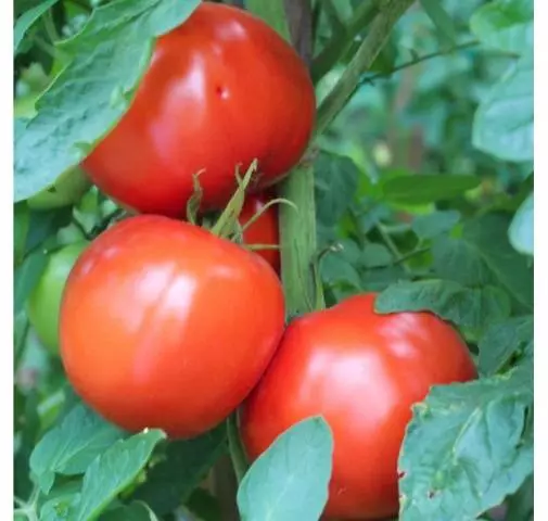 Tomato Bobkat: Taybetmendî û danasîna cûrbecûr 6172_2