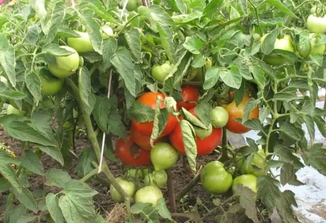 Tomate Bobkat: barietatearen ezaugarriak eta deskribapena 6172_6