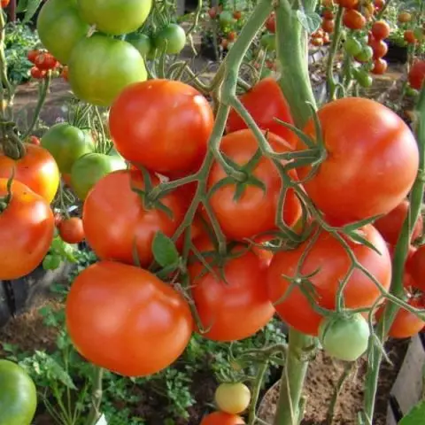 Tomate Alaska: características y descripción de la variedad, fotos, reseñas, rendimiento. 6174_2