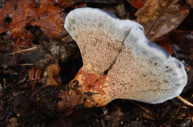 Odorous hydnellum: hoe't it derút sjocht, wêr't it groeit, eetberens, hoe te ûnderskieden 6178_6