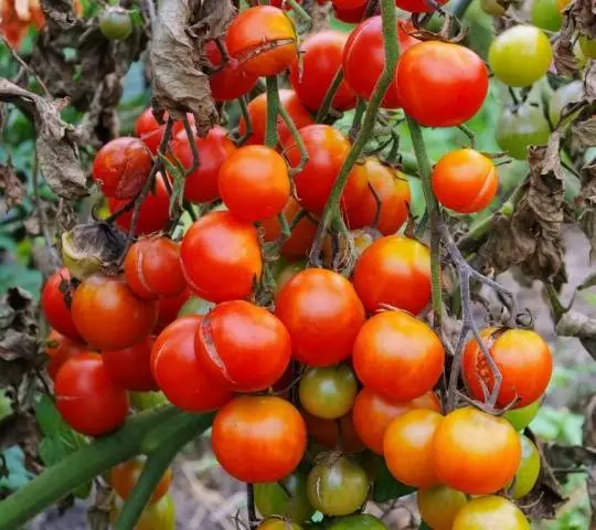 Phytophthora sur tomates : prévention 6184_1