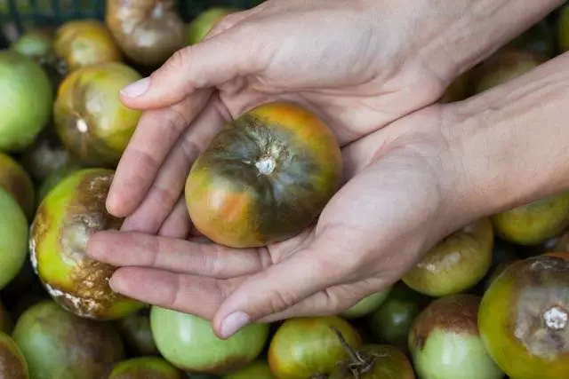 Phytophthora sur tomates : prévention 6184_10