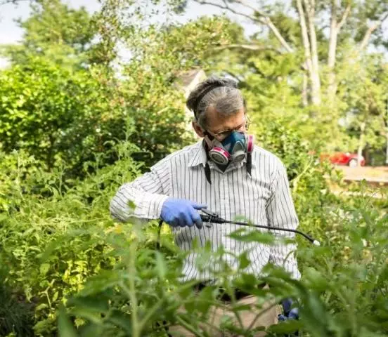 Phytophthora på tomater: forebyggelse 6184_14