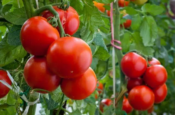 Phytophthora sur tomates : prévention 6184_15